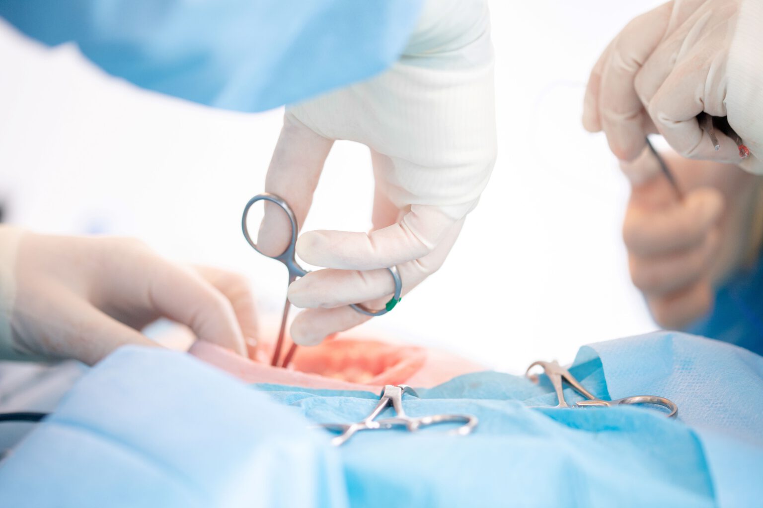 Leistungen - Kleintierspezialisten - Leipzig