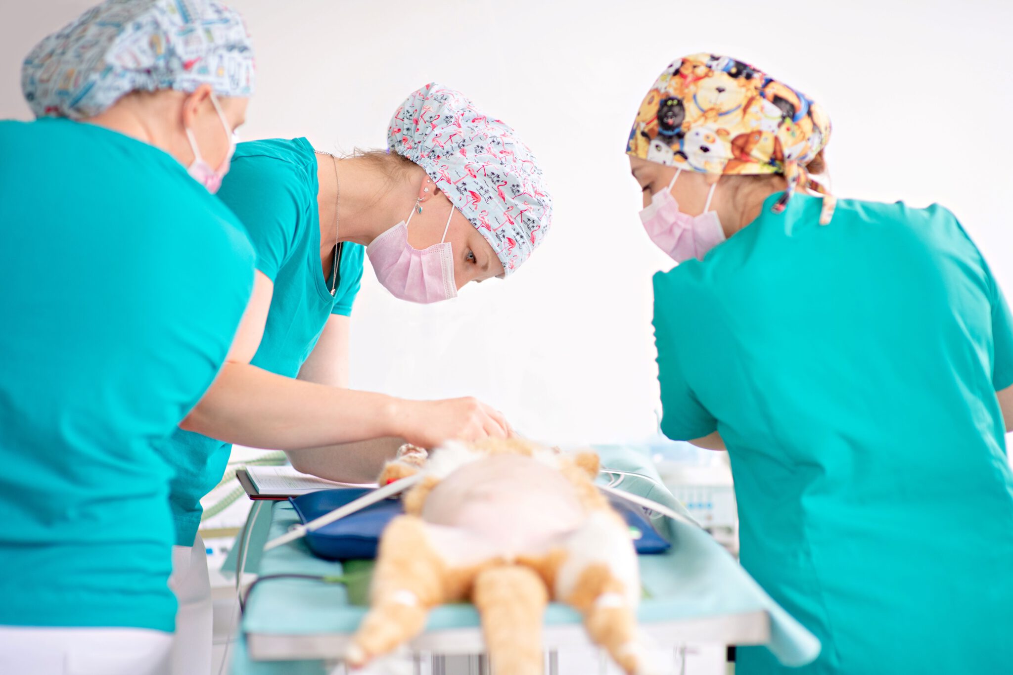 Leistungen - Kleintierspezialisten - Leipzig